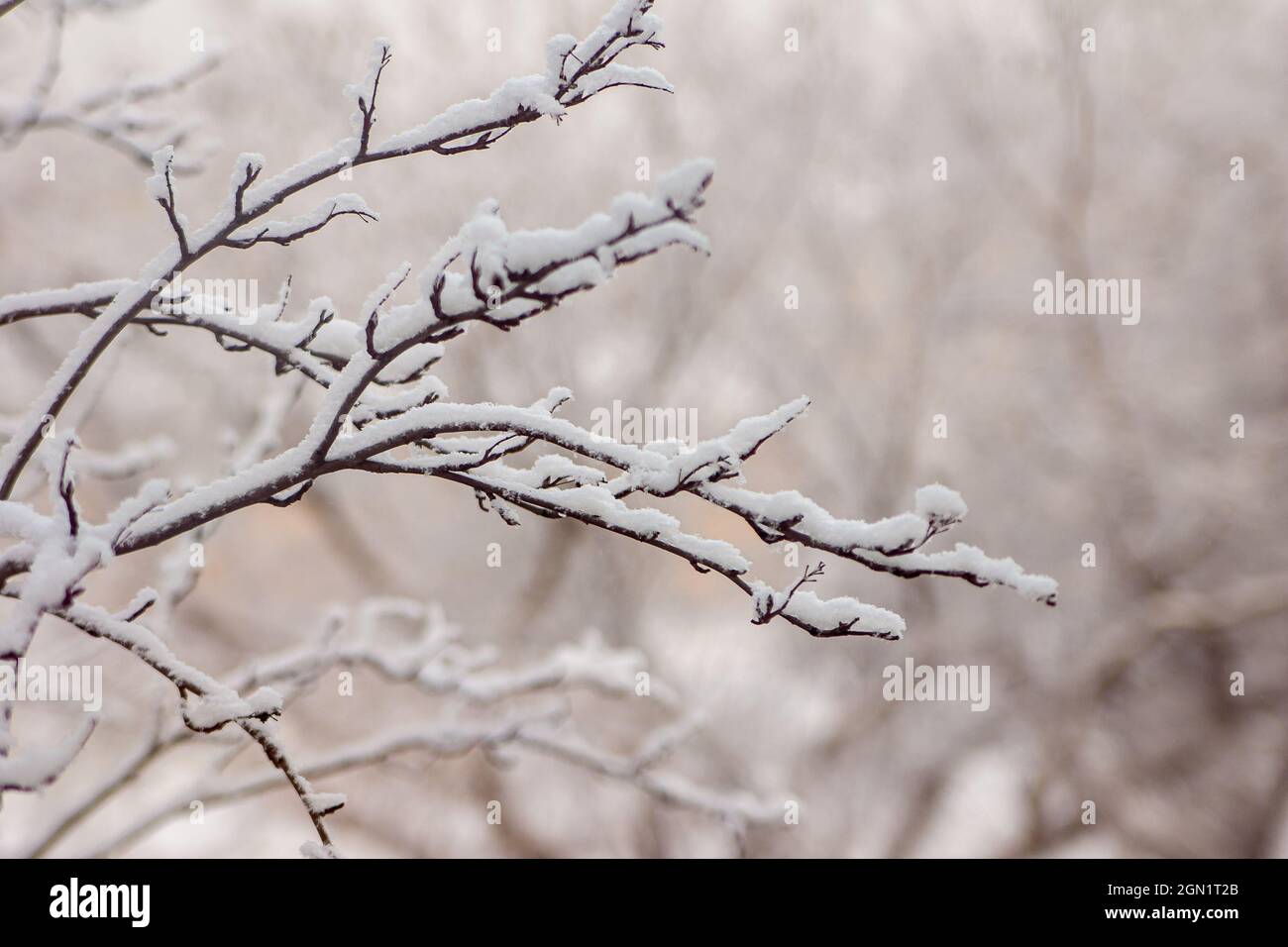 Slowly calm in the woods hi-res stock photography and images - Alamy