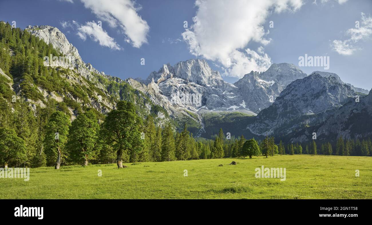 Maple trees, Rontalalm, northern Karwendel range, Tyrol, Austria Stock ...