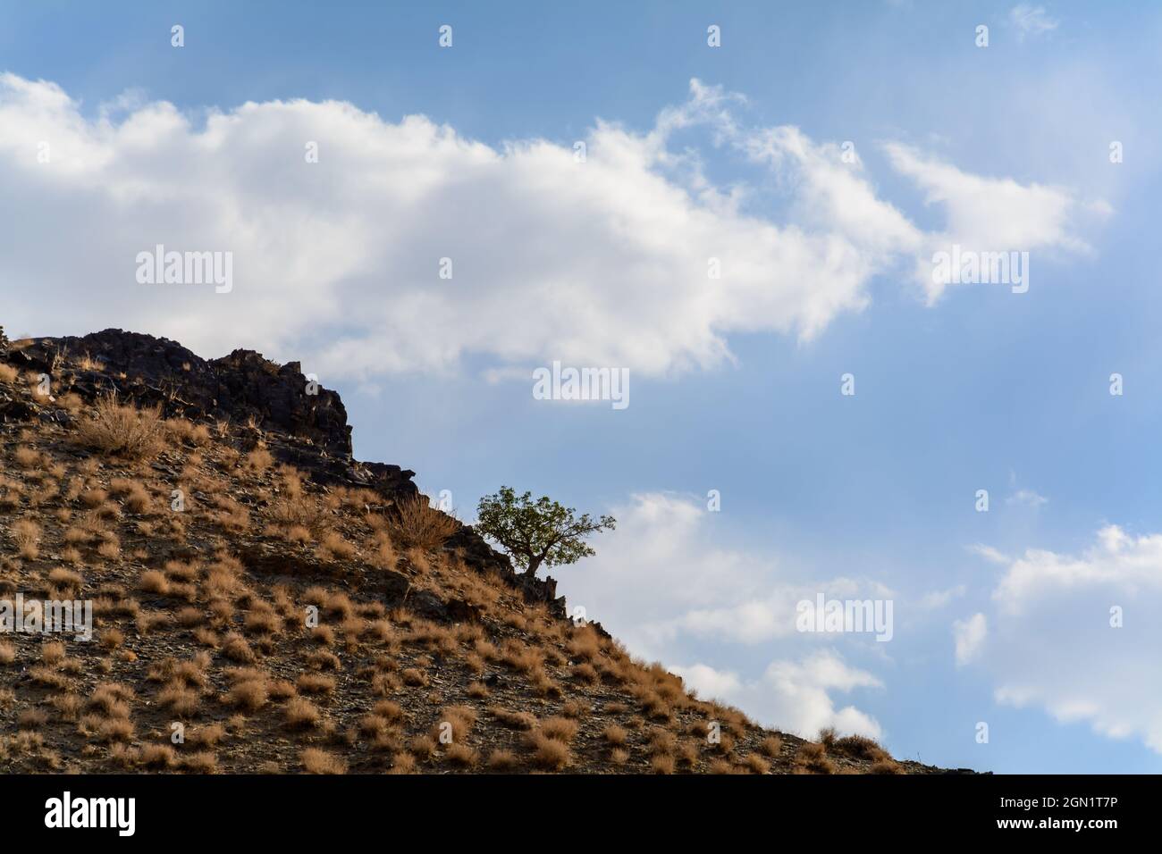 Terebinth tree hi-res stock photography and images - Alamy