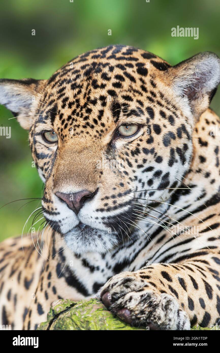 Adult male Jaguar (Panthera onca), close-up, Costa Rica Stock Photo - Alamy