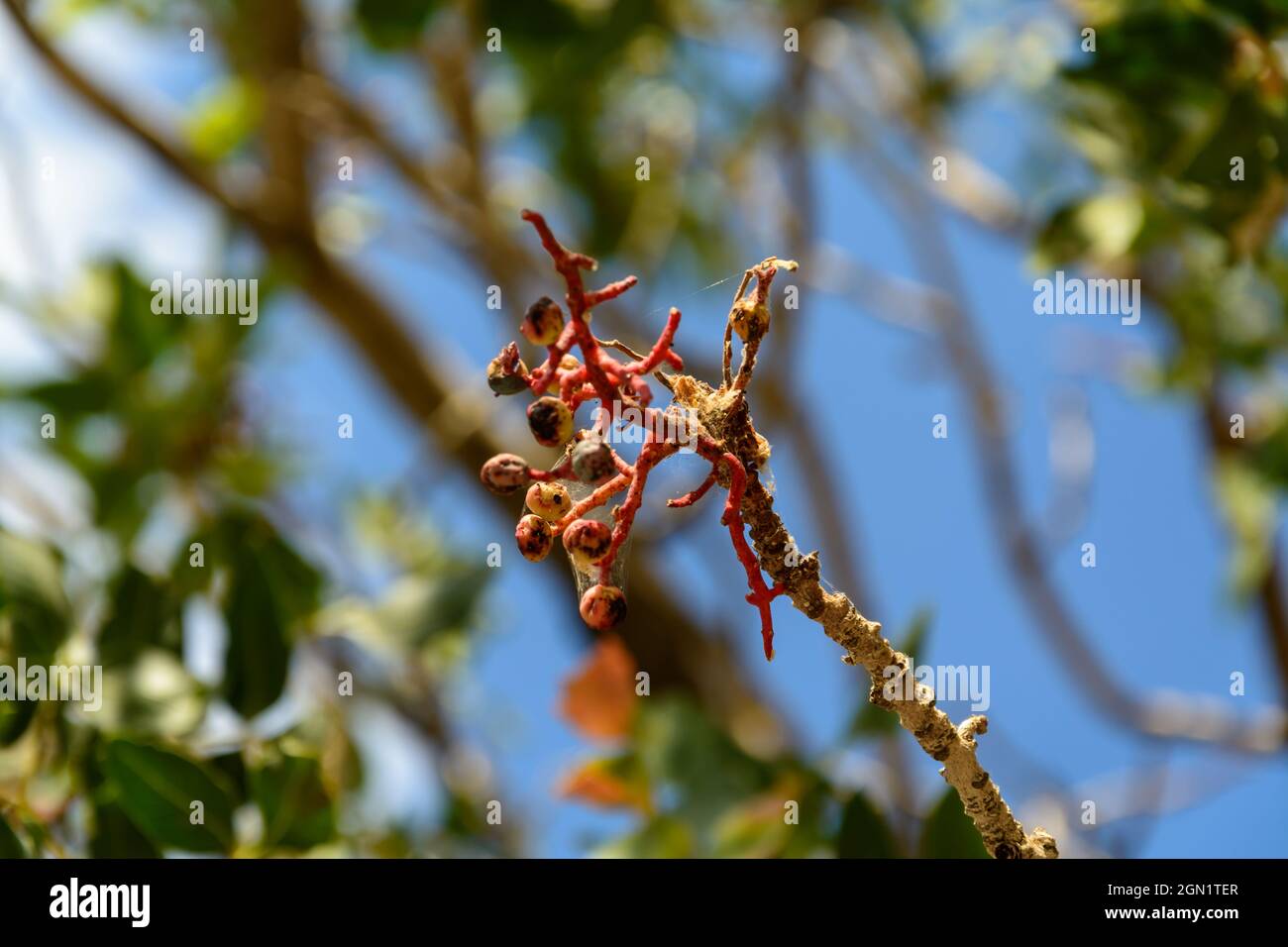 Terebinth tree hi-res stock photography and images - Alamy
