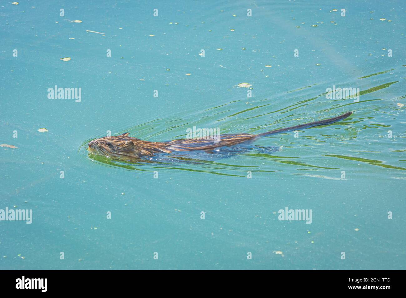 Muskrats tail hi-res stock photography and images - Alamy