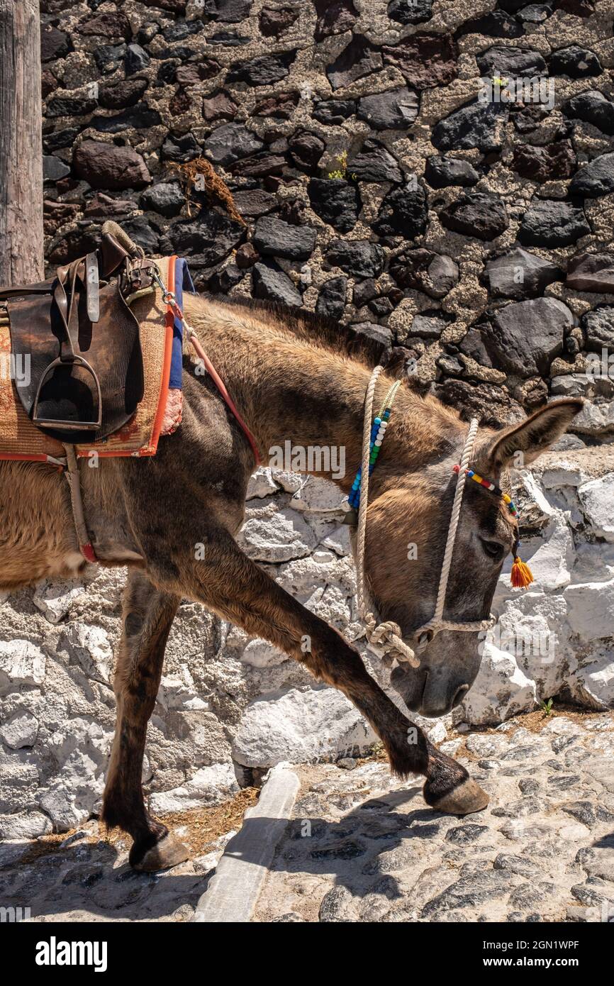 Vertical shot of a donkey climbing the cobblestone stairs, during day ...