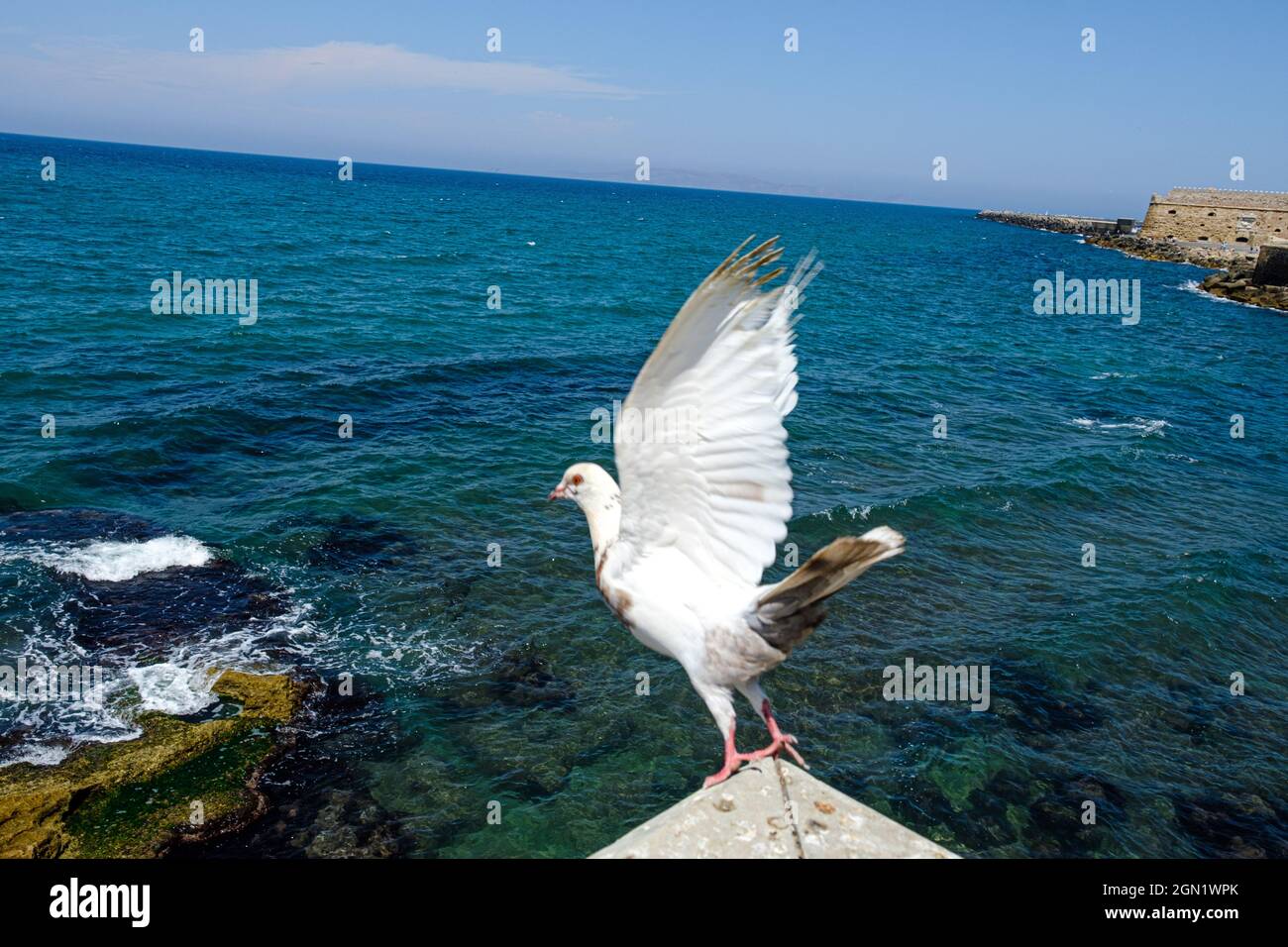 Closeup of a white pigeon flying off a rock towards the sea, during ...