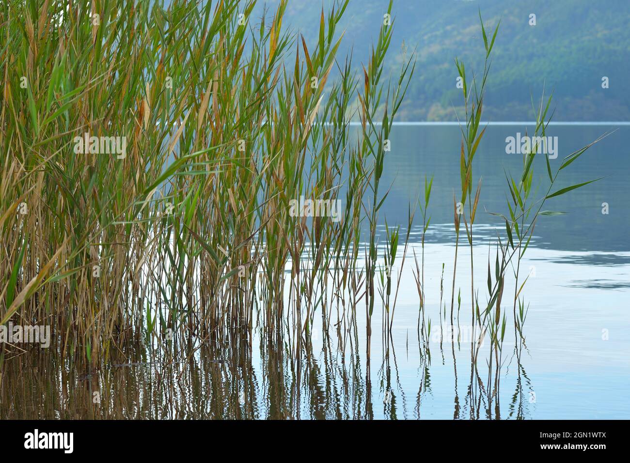 Lake Ashi High Resolution Stock Photography and Images - Alamy