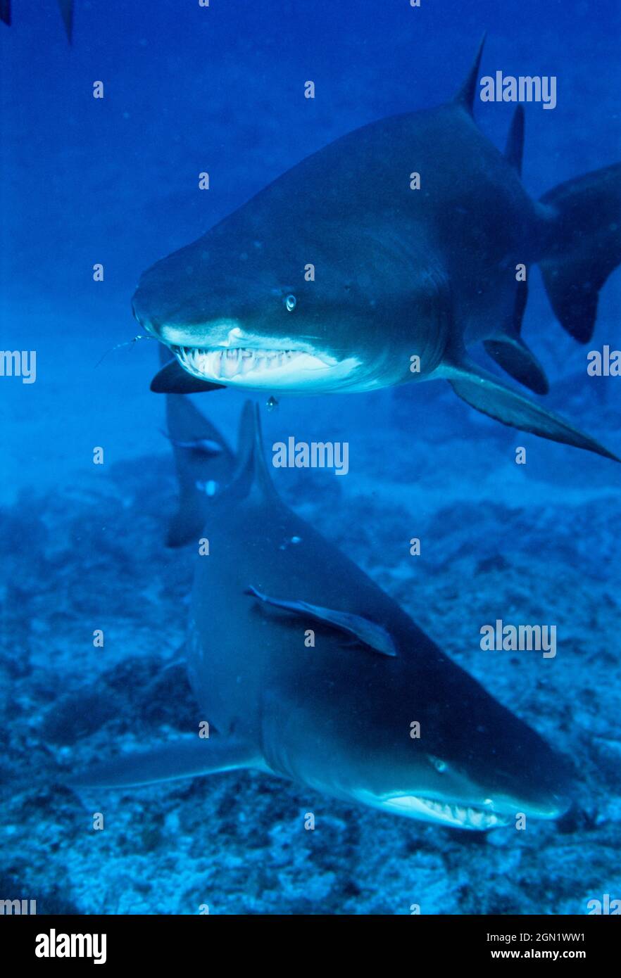 Grey nurse sharks (Carcharias taurus), is a common shark in the ...