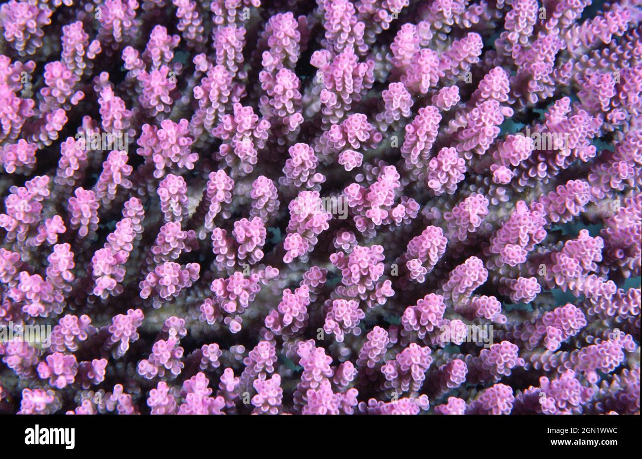 Coral polyp budding hi-res stock photography and images - Alamy