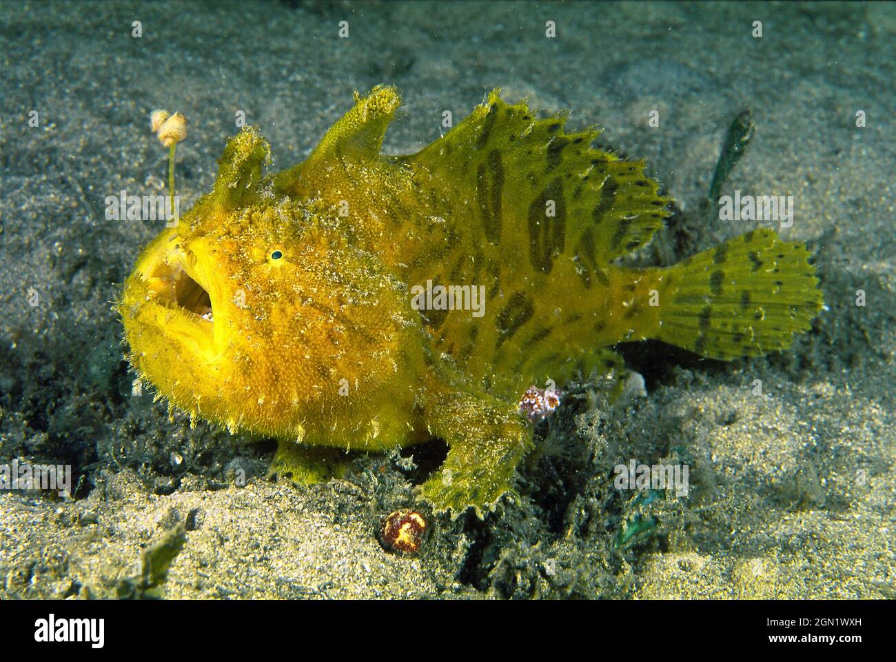 Striated Frogfish