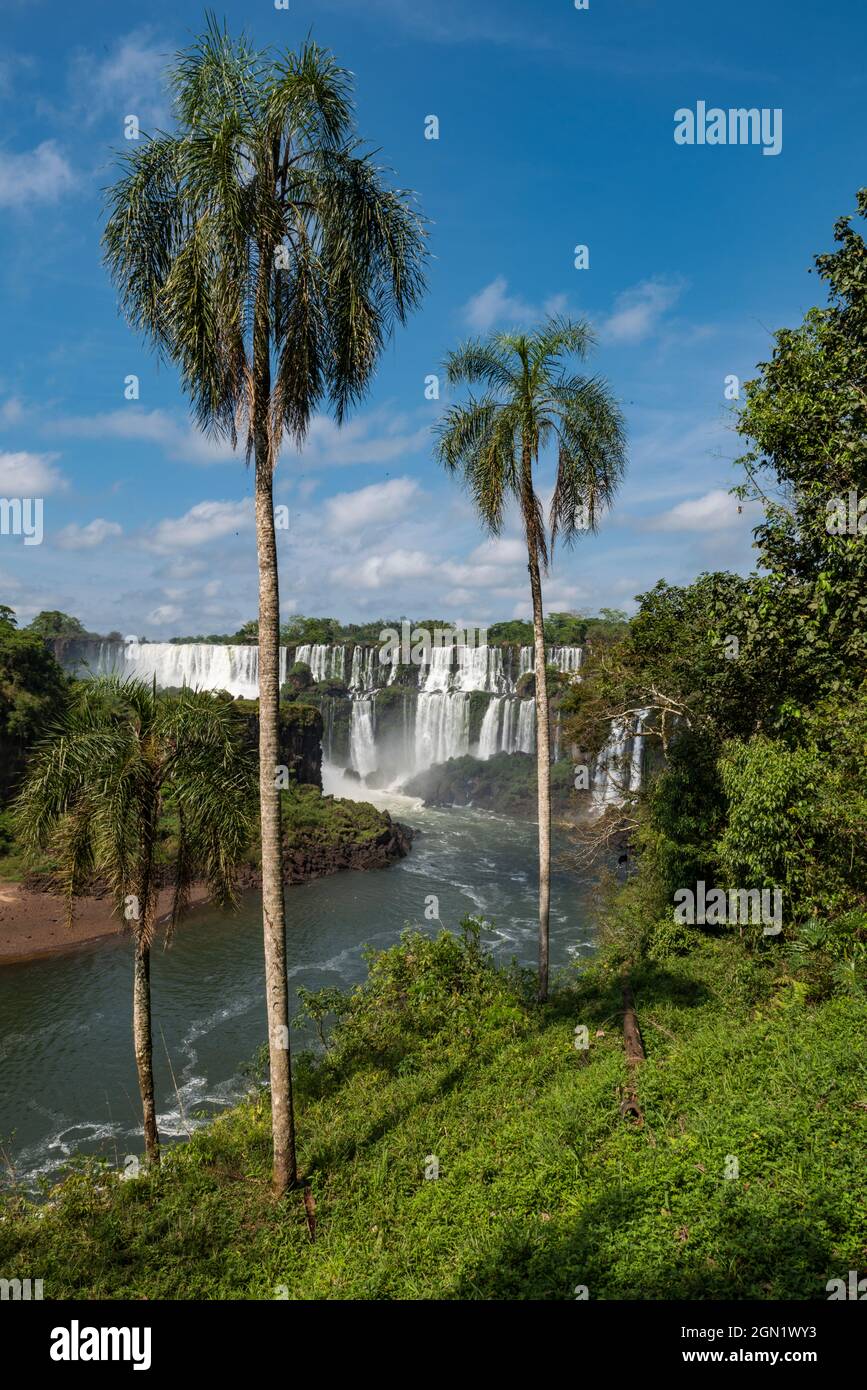 Palm trees and waterfalls of the Iguazu Falls, Iguazu National Park ...
