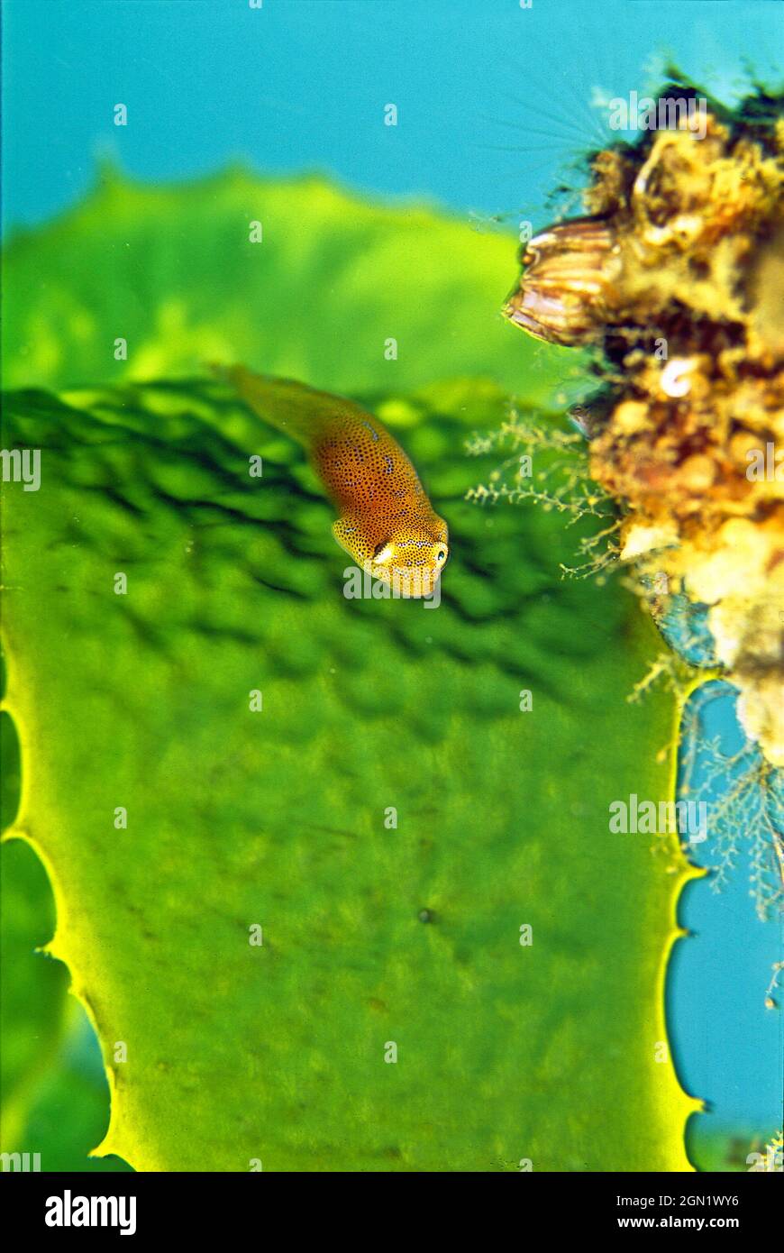 2 cms hi-res stock photography and images - Alamy