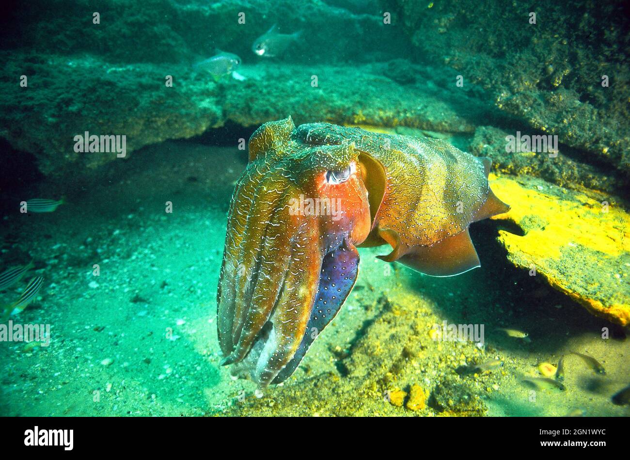 Australian giant cuttlefish (Sepia apama), on the wreck of the ...