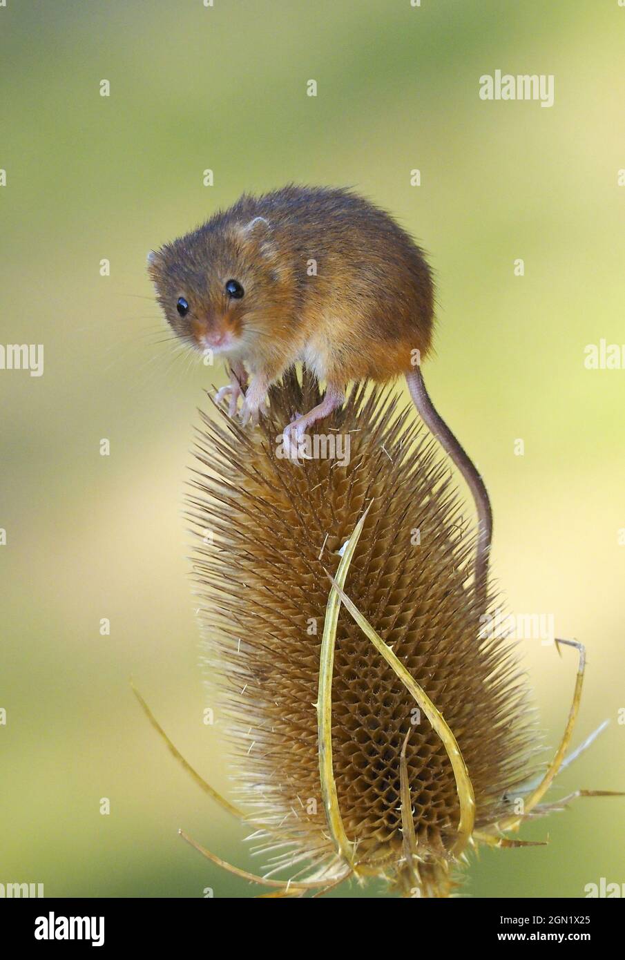 Vertical shot of a rat on a plant outdoors during daylight Stock Photo ...