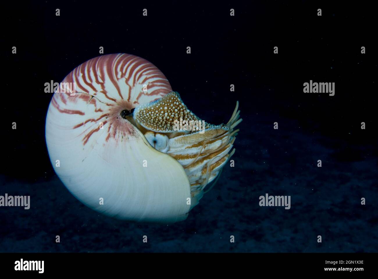Emperor nautilus (Nautilus pompilius), Nautilus are the only living ...