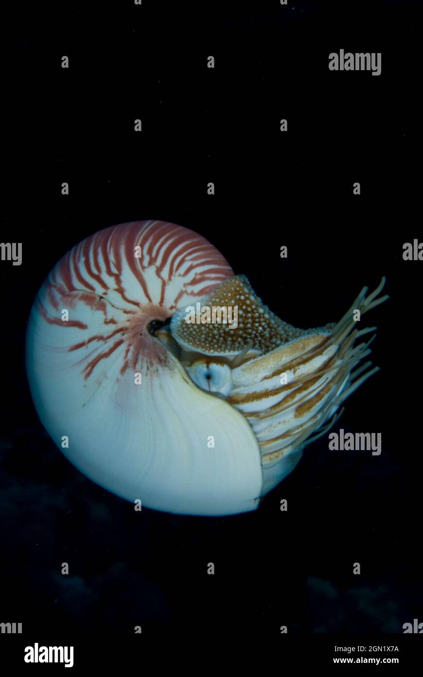 Emperor nautilus (Nautilus pompilius), Nautilus are the only living ...