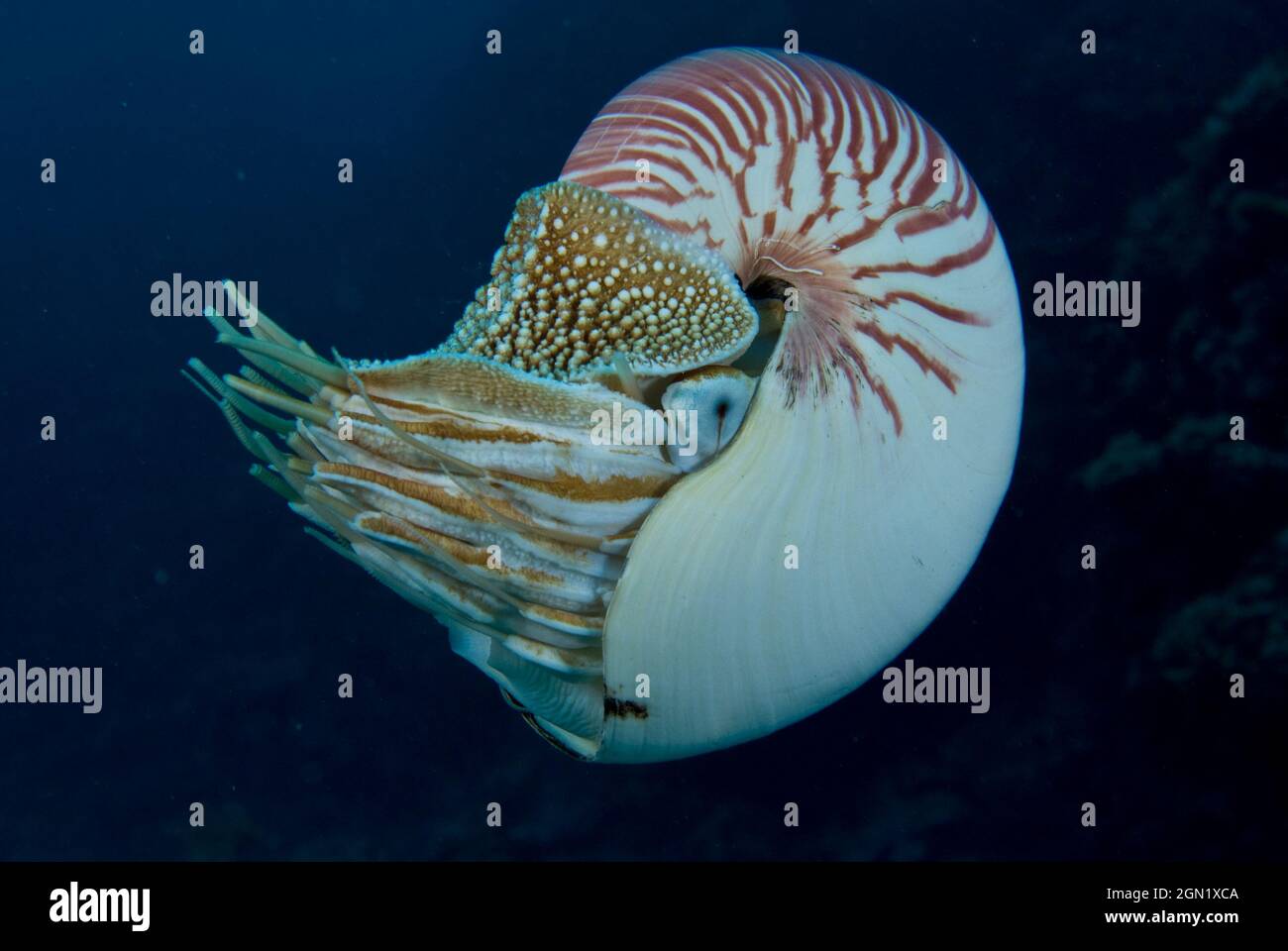 Emperor nautilus (Nautilus pompilius), The shell is countershaded to ...