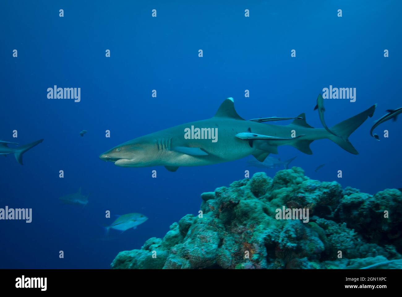 Whitetip reef shark (Triaenodon obesus), close to reef. Osprey Reef ...