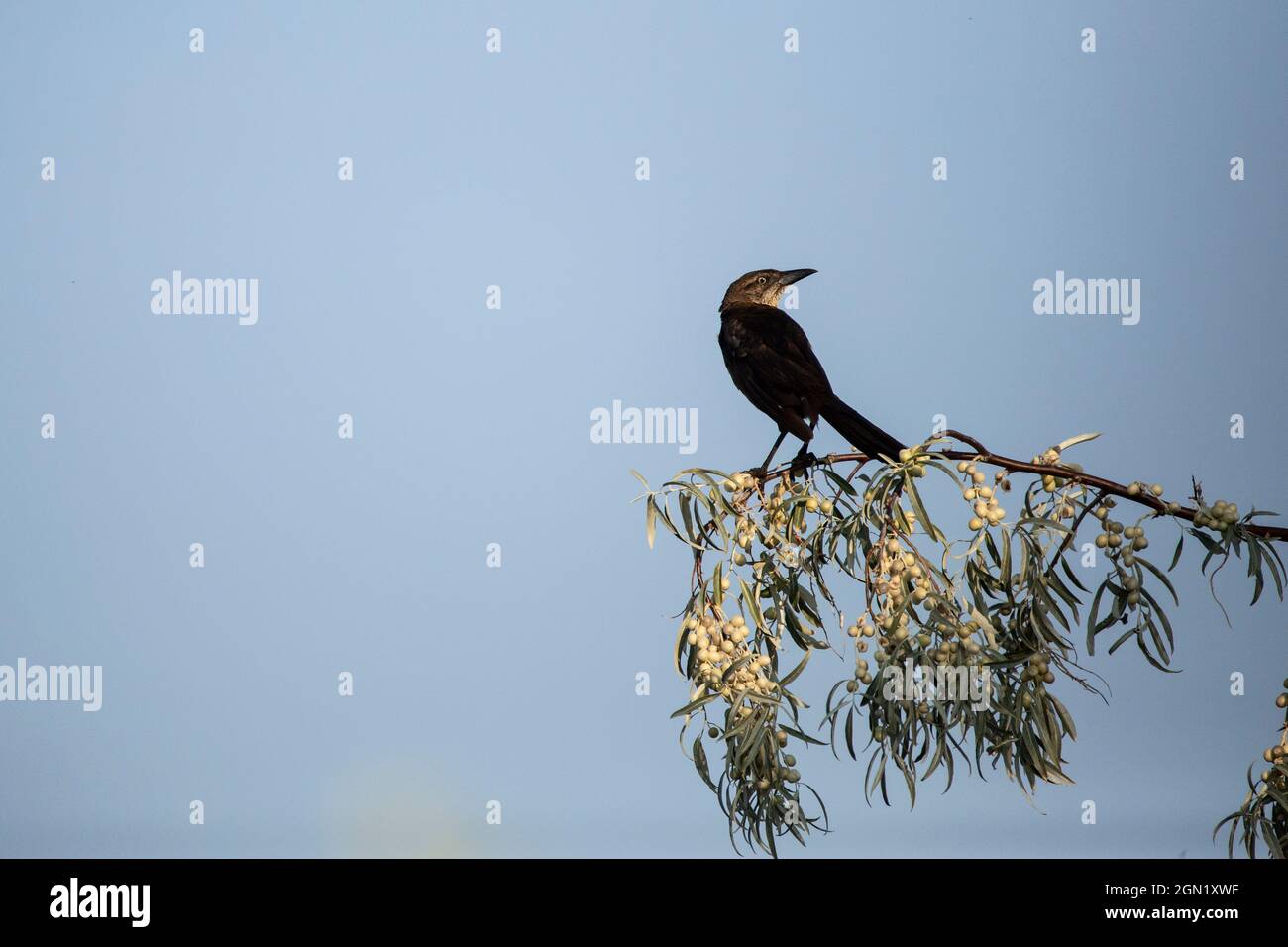 Female grackle looking right on a russian olive branch Stock Photo - Alamy