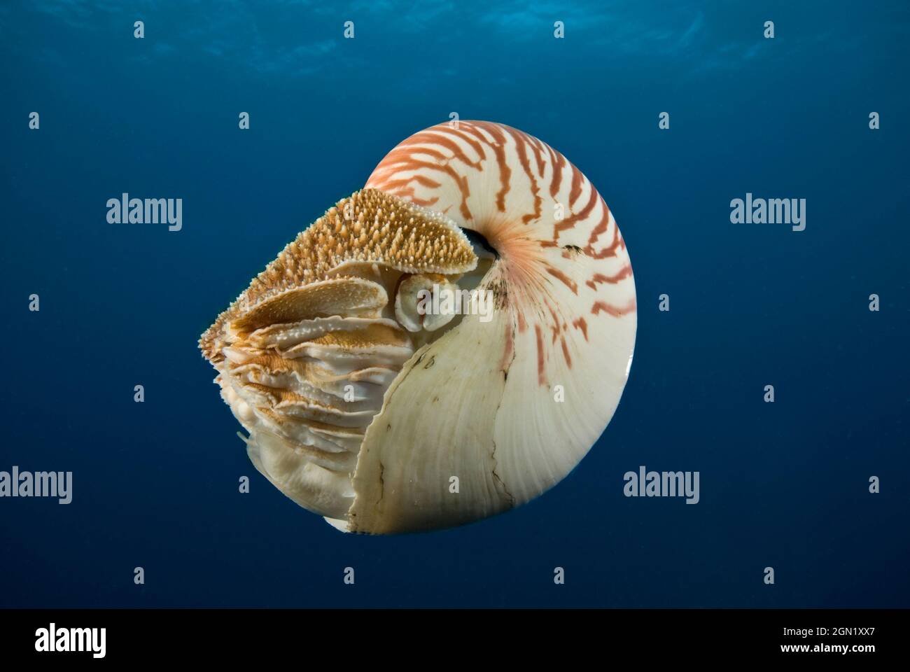 Emperor nautilus (Nautilus pompilius), Nautilus are the only living ...