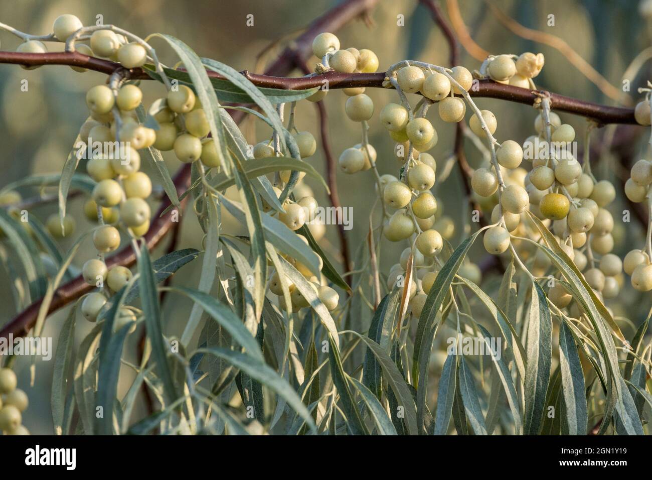 Russian olive fruits and leaves on a tree branch Stock Photo - Alamy