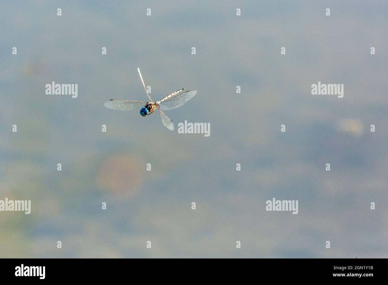 Scummy pond hi-res stock photography and images - Alamy