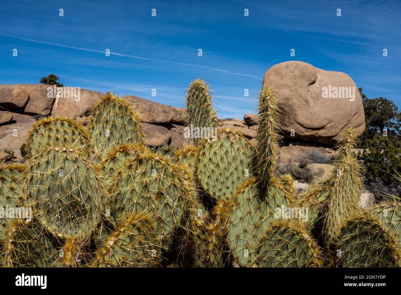 Englemen Cactus and Jumbo Rocks in Joshua Tree National Park Stock ...