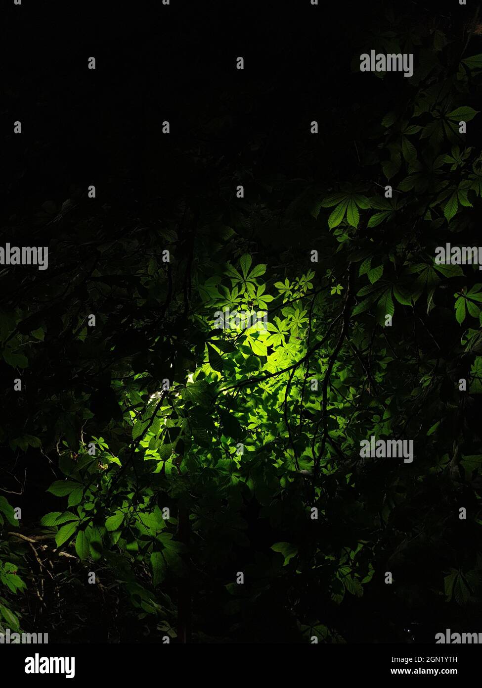 Low angle shot of tree branches under the lights in a park at night ...