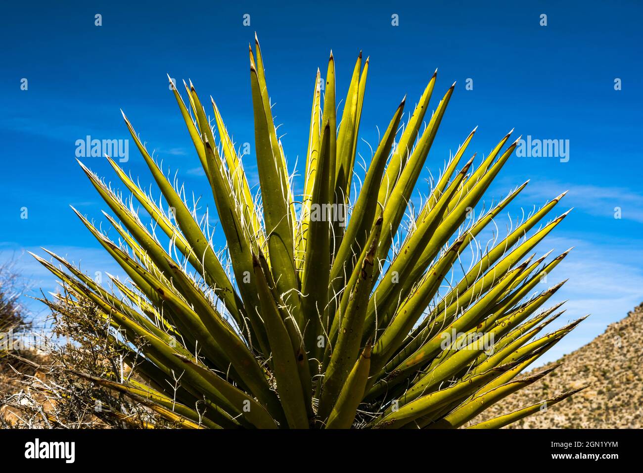 Yucca spines hi-res stock photography and images - Alamy