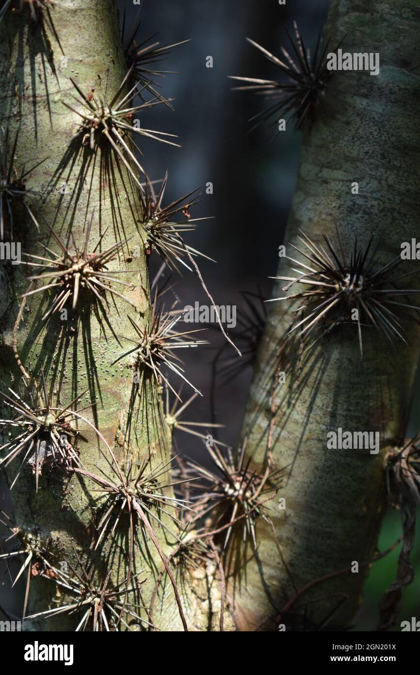 Vertical of the tree bark covered in sharp spikes against the blurry ...