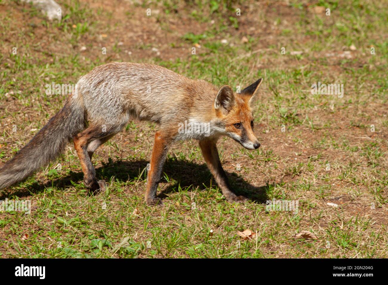 Adorable brown fox walking on the grassy field in the woods Stock Photo ...