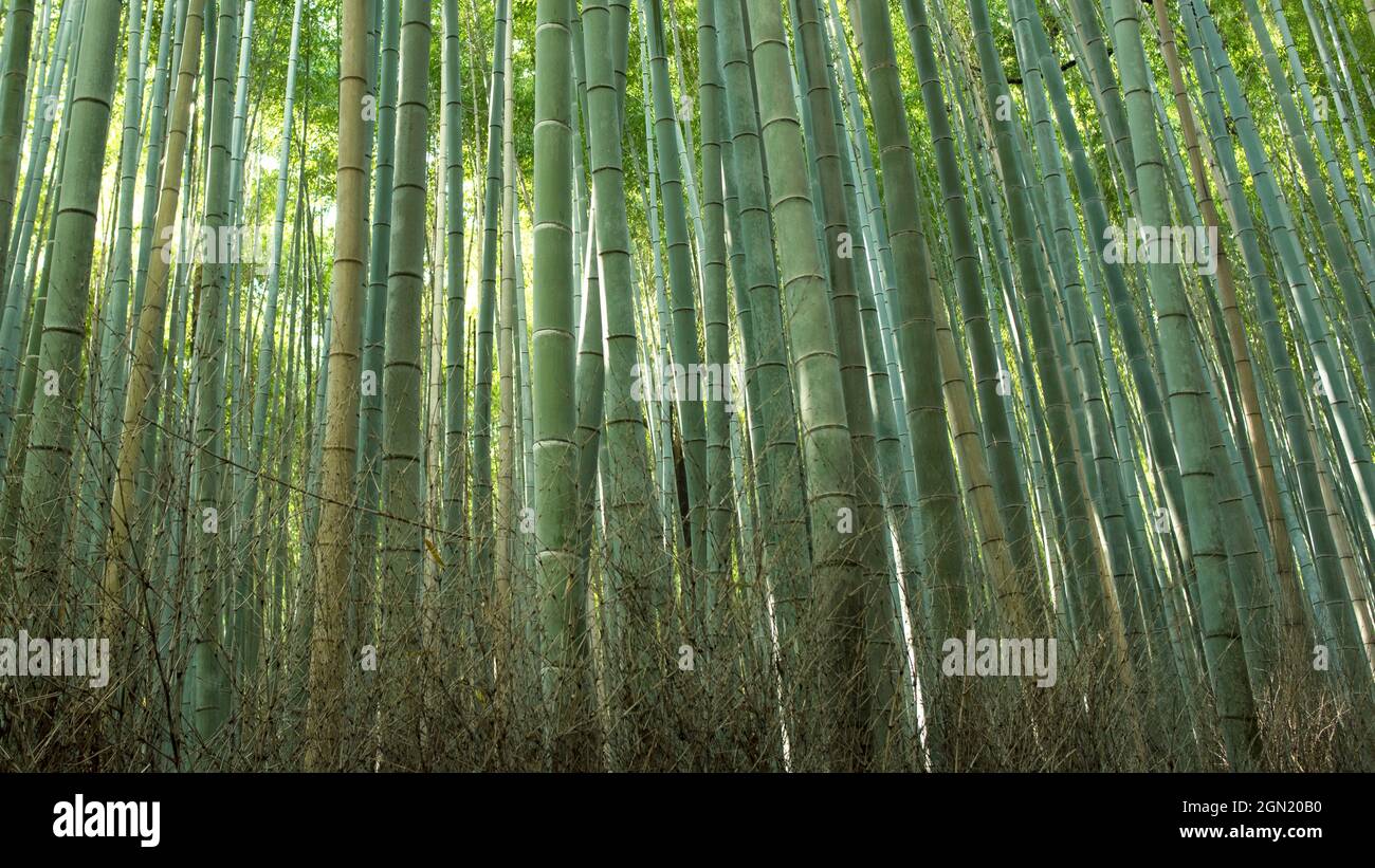 Arashiyama bamboo forest tourist hi-res stock photography and images ...