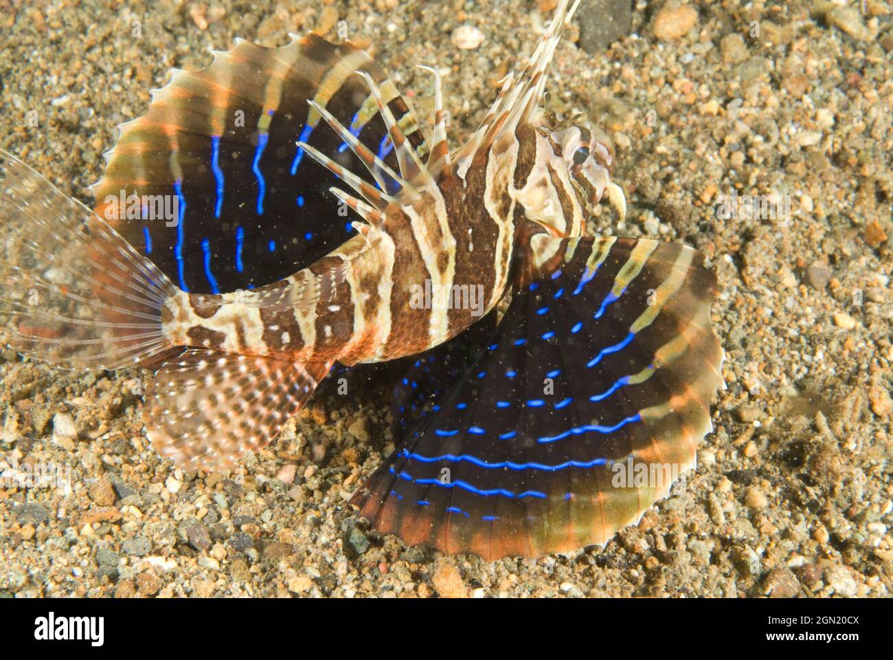 Blackfoot Lionfish