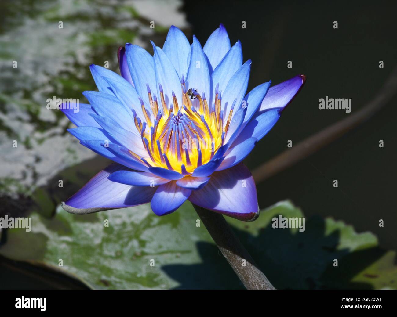 Closeup of the blossomed beautiful blue lotus flower Stock Photo - Alamy