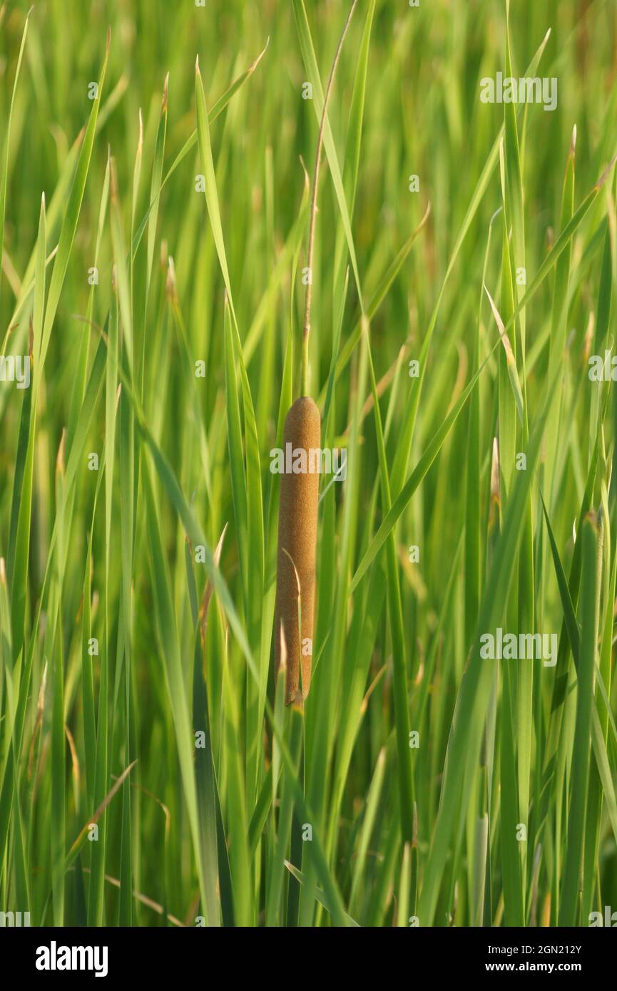 Narrowleaf cattail typha angustifolia hi-res stock photography and ...