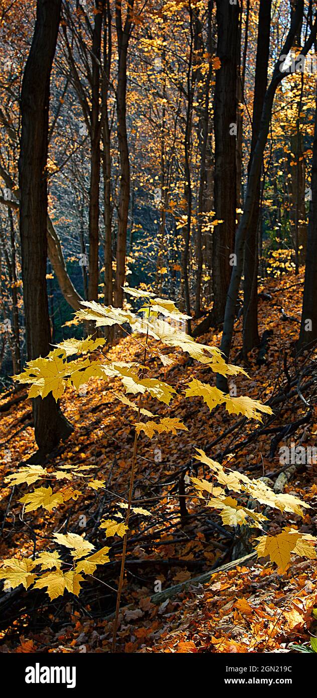 Maple tree landscape nature hi-res stock photography and images - Alamy