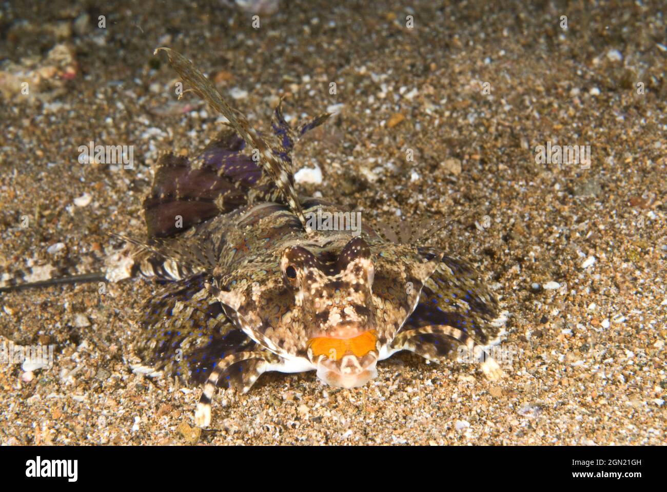 Fingered dragonet (Dactylopus dactylopus), sand-dwelling fish that ...