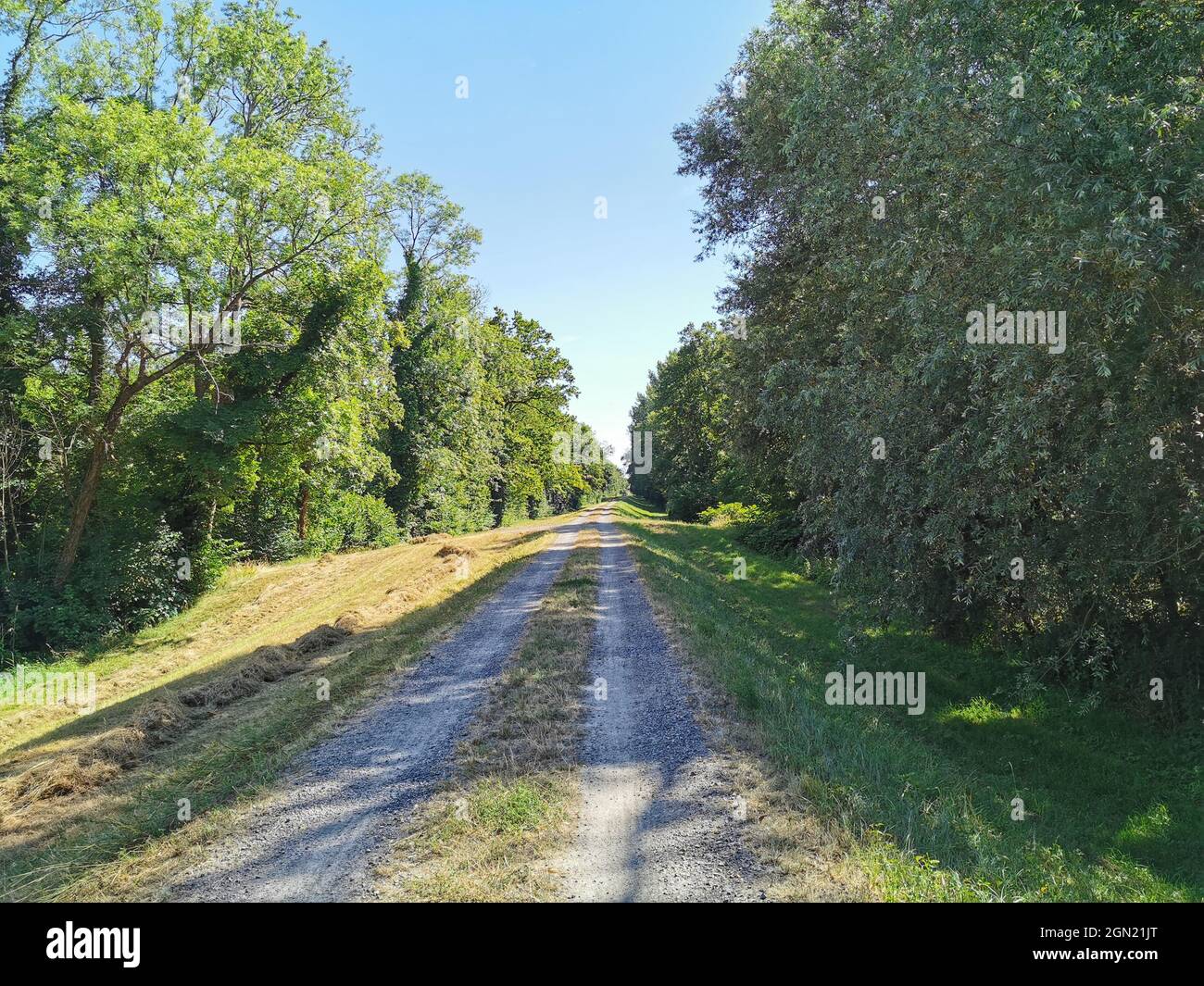 Small road through dense green trees on a sunny day Stock Photo - Alamy