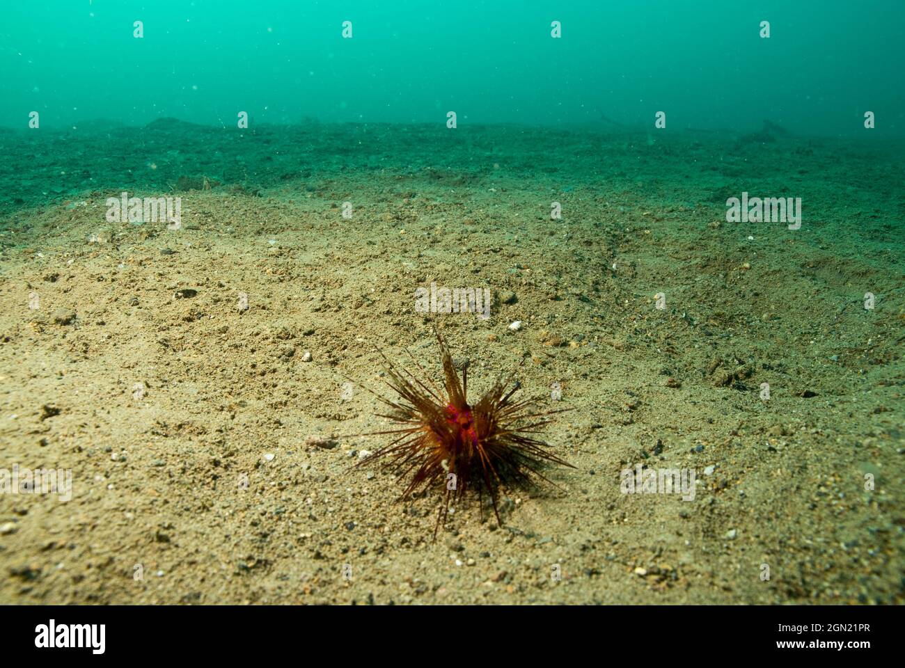 Red sea urchin (Astropyga radiata), Found in sandy and rubble bottom ...