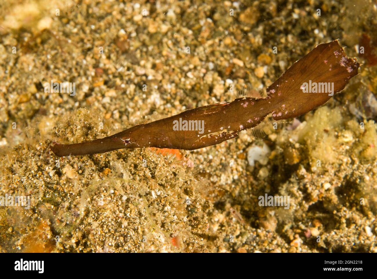 Robust ghost pipefish (Solenostomus cyanopterus), largest of the ghost ...
