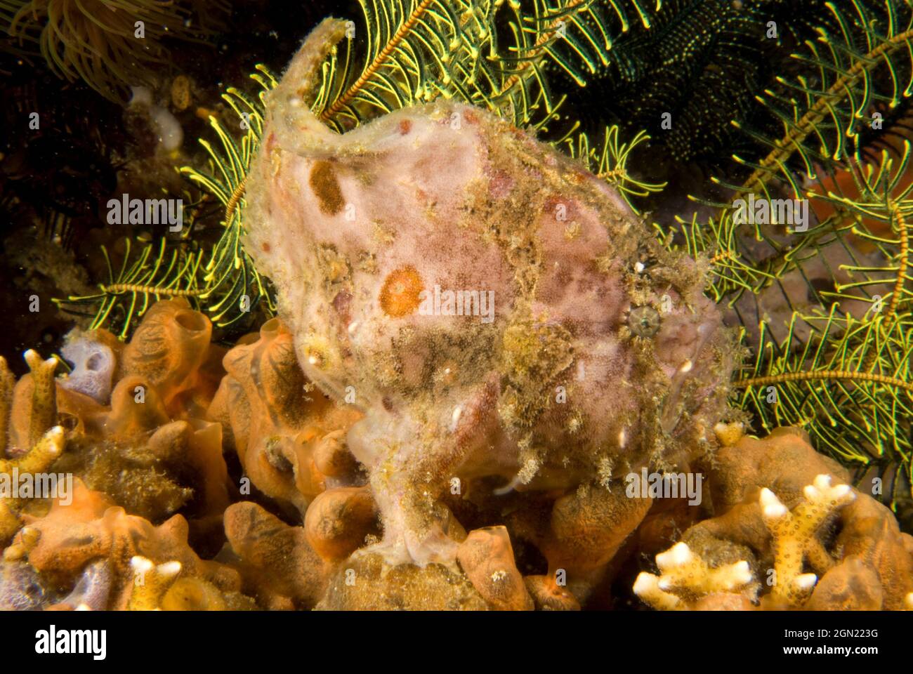 White finger anglerfish hi-res stock photography and images - Alamy