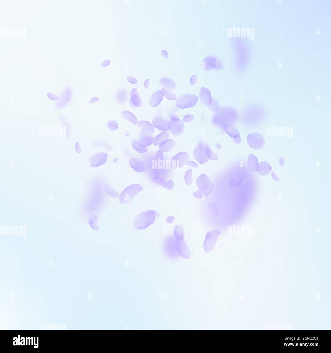 Violet flower petals falling down. Fine romantic flowers explosion ...