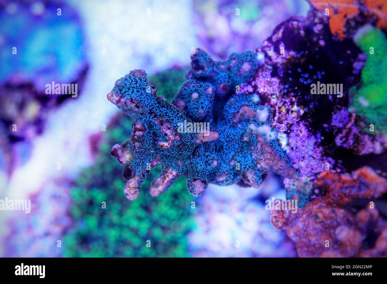 Tropic Montipora sps coral in close up scene in reef aquarium Stock ...