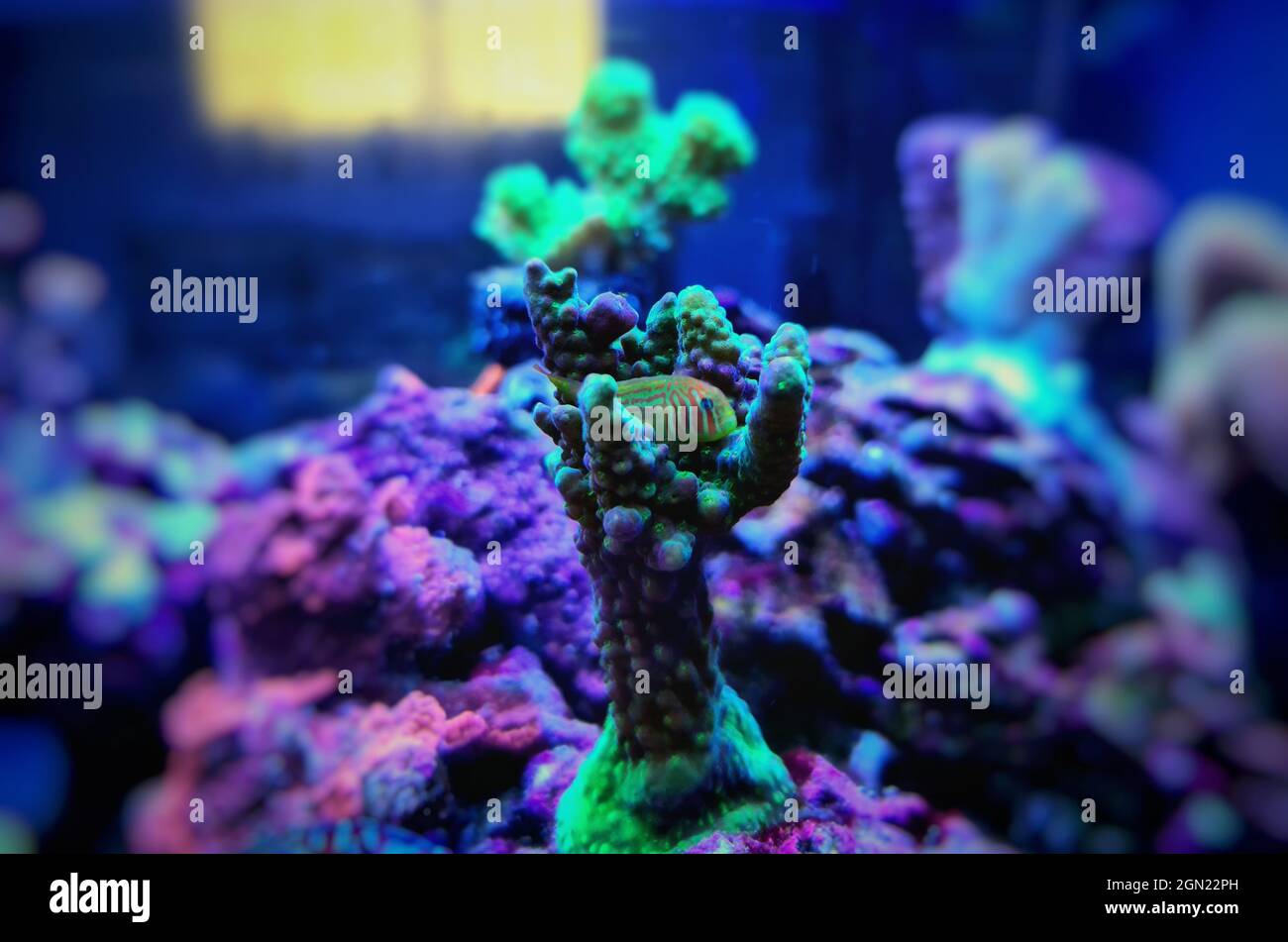 Green Clown Coral Goby - Gobiodon histrio Stock Photo - Alamy