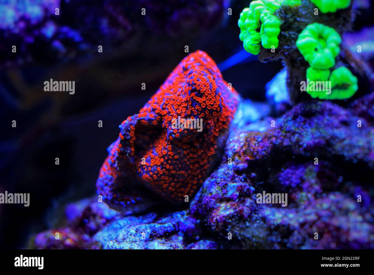Tropic Montipora sps coral in close up scene in reef aquarium Stock ...
