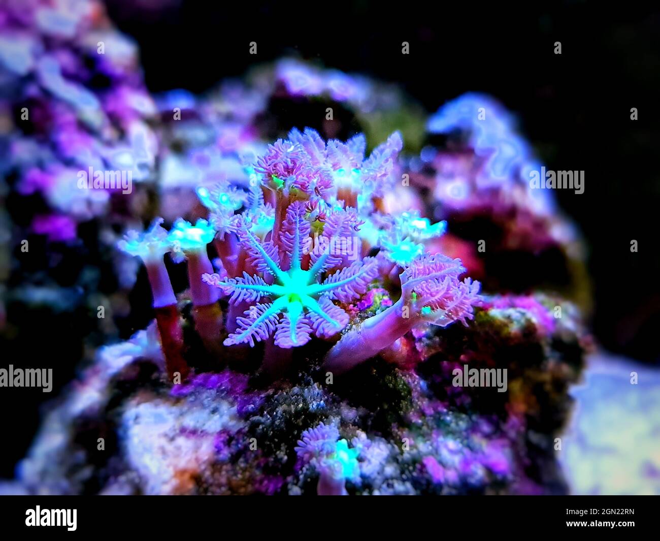 The Clavularia Polyps colony - Clavulariidae spp Stock Photo - Alamy