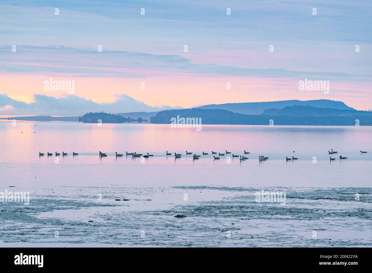 Comox estuary hi-res stock photography and images - Alamy