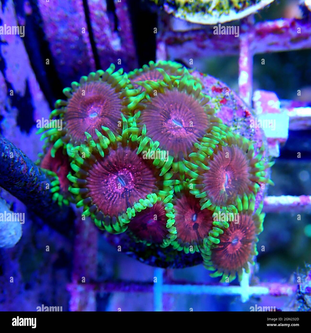 Diamonds in Reef aquarium - Pink Diamond Zoanthids sp Stock Photo - Alamy