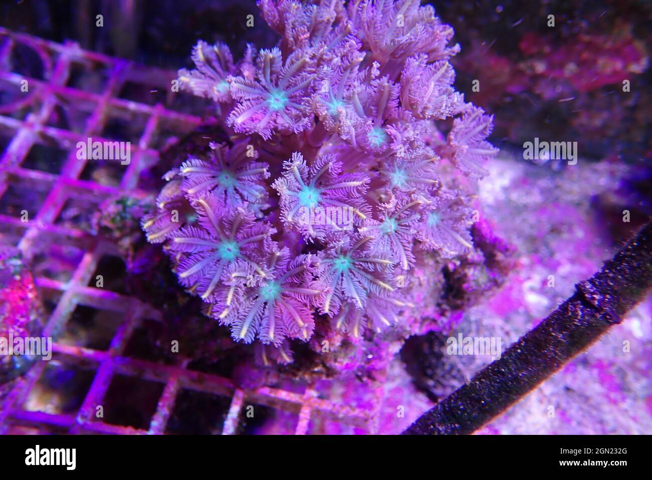 Clavularia polyps hi-res stock photography and images - Alamy