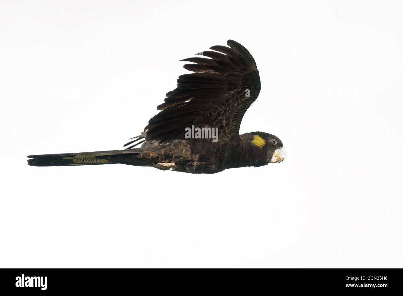 Yellow tailed black cockatoo Cut Out Stock Images & Pictures - Alamy