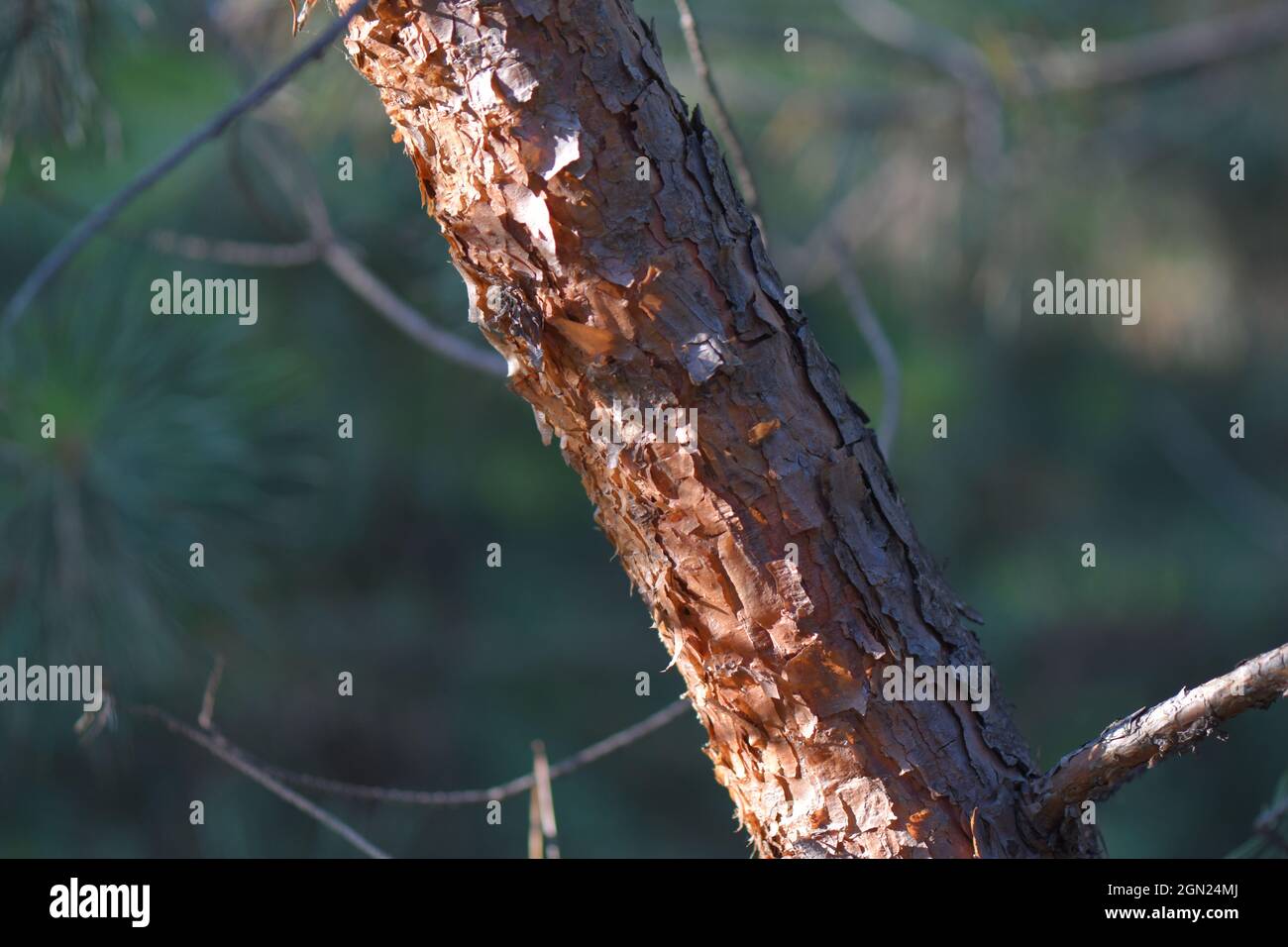 Closeup shot of a thin tree on a blurred dark green background in the ...