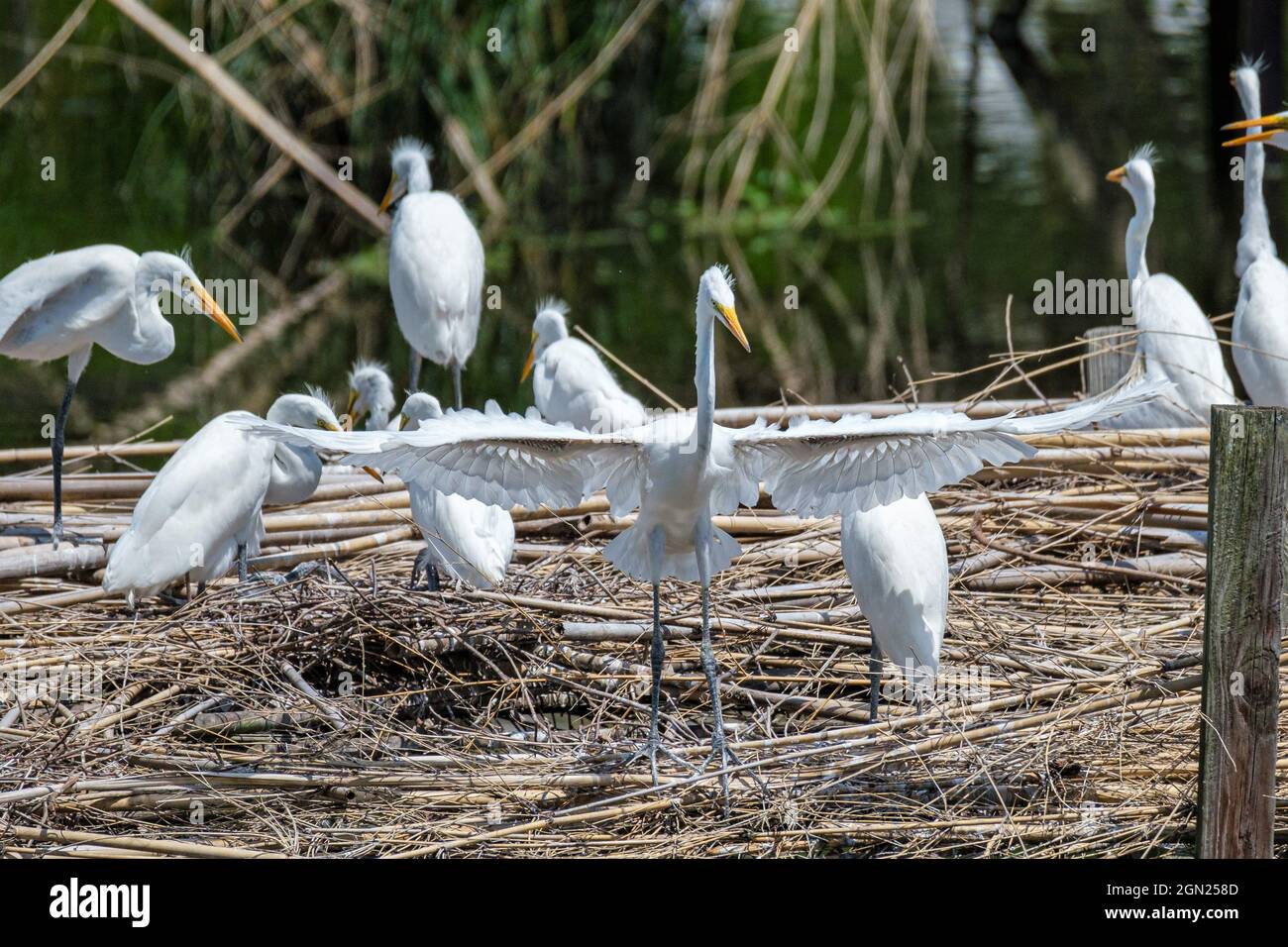 Juvenile great egret hi-res stock photography and images - Alamy